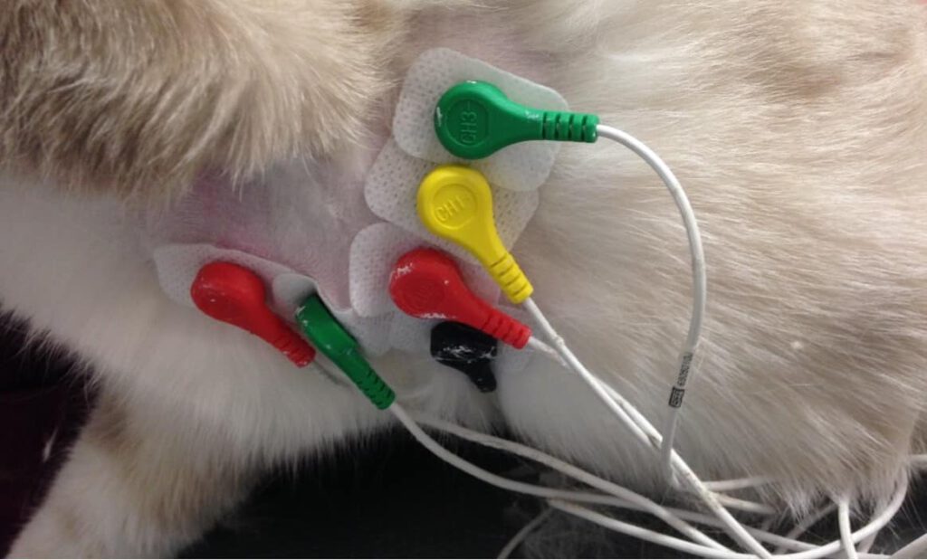 Examen Holter chez le chien | FREGIS, hôpital vétérinaire à Paris ...